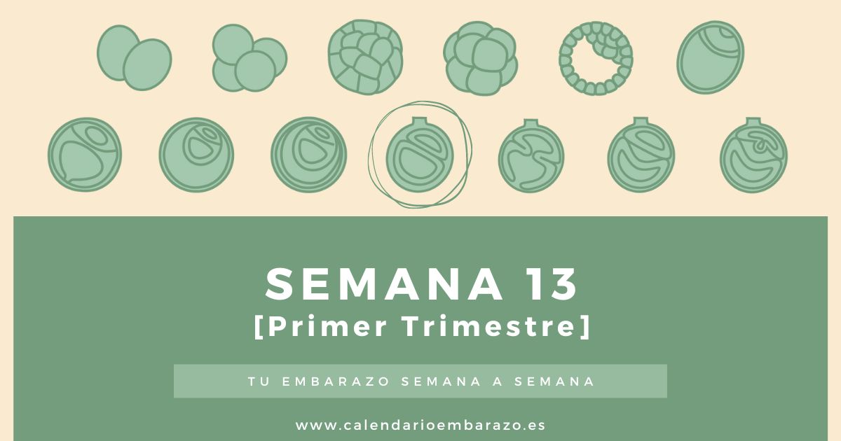 🌻 Todo lo que debes saber sobre la semana 13 de embarazo